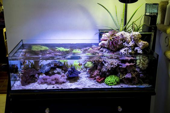 Types of/de ReefScape – Aquarium Service Entretien Maintenance Design ...