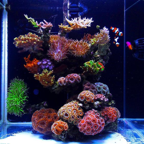 Types of/de ReefScape – Aquarium Service Entretien Maintenance Design ...