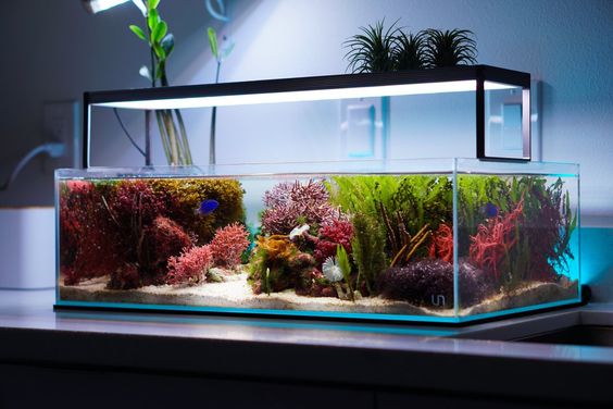 Types of/de ReefScape – Aquarium Service Entretien Maintenance Design ...