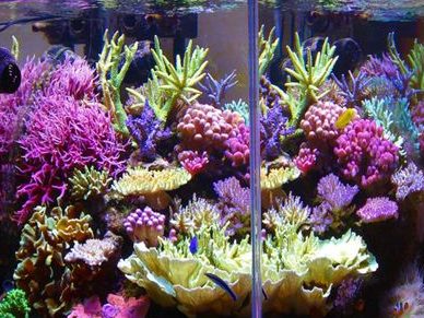 Types of/de ReefScape – Aquarium Service Entretien Maintenance Design ...